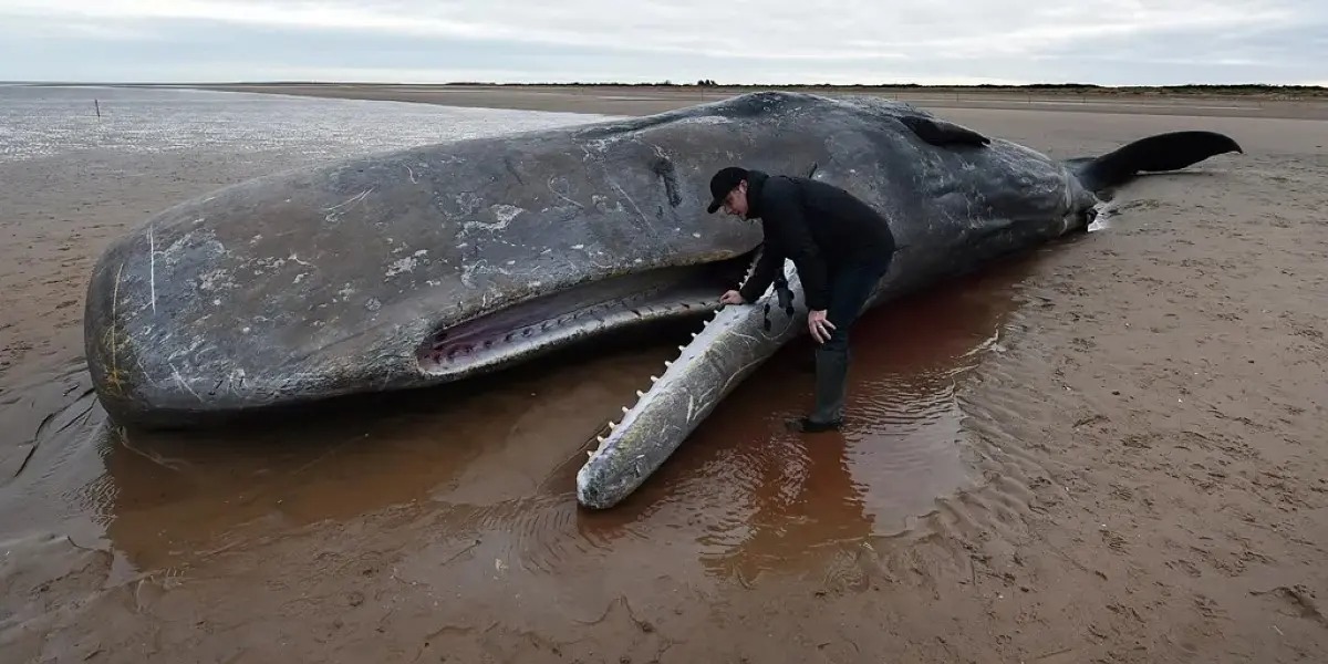 ¿Ballenas explosivas? Extraño pero cierto… - Metalli Rari